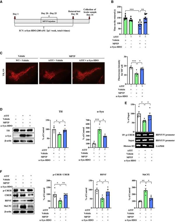 抑制α-突触核蛋白异常表达改善帕金森病新机制 - 知乎