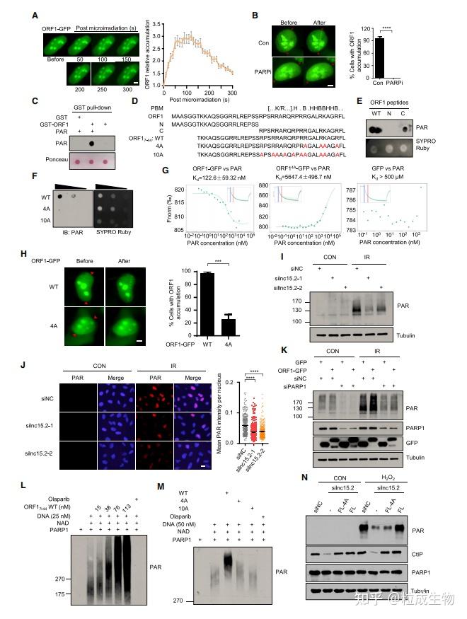IF: 19.328｜靶向lnc15.2/PACMP，改善癌症治疗临床效益的“新先锋” - 知乎
