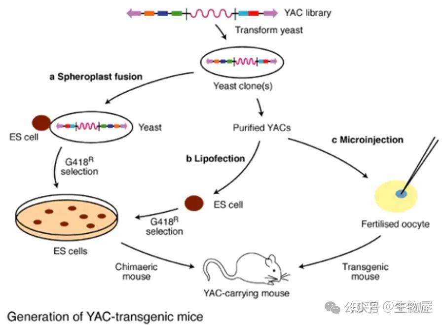 抗体药物研发(21)：全人源抗体研制技术之转基因小鼠技术_Part 06