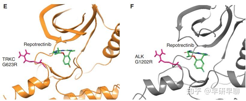 从靶向药“新贵”瑞普替尼（Repotrectinib）看小分子大环化 - 知乎