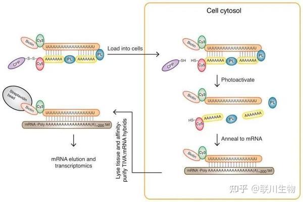 空间转录组技术到底有什么优势？如何应用？ - 知乎