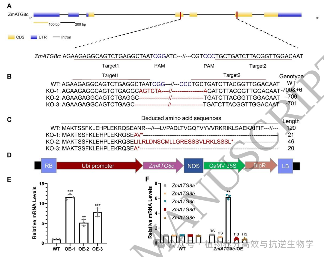 【Plant Physiol.】科学家发现玉米耐热“开关”基因，过表达可增产 - 知乎