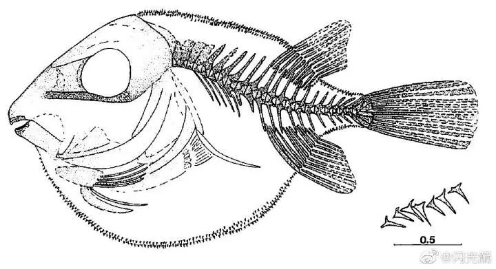 蒙特波卡：始新世的海洋之窗（4）——真鲈形系鲀形目（作者：达达） - 知乎