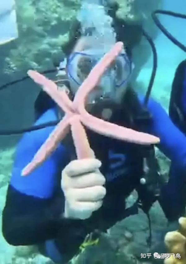 中国游客在泰国普吉岛潜水抓海洋生物拍照事件,旅游公司紧急致歉 知乎