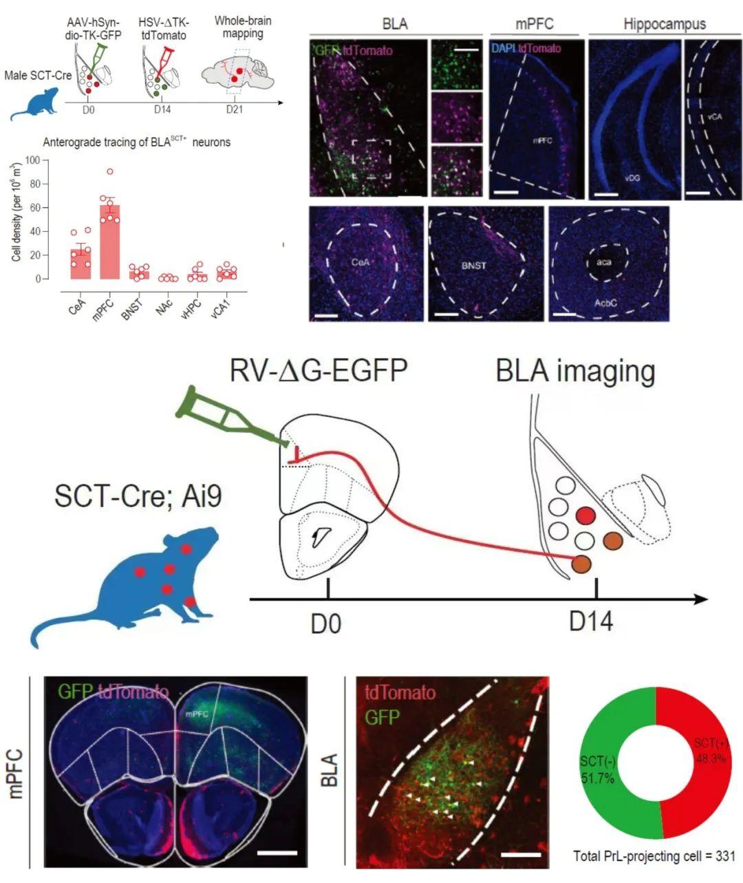 IF=23.18【客户文章】NSR：暨南大学粤港澳中枢神经再生研究院张力课题组在社交行为的神经机制领域取得重要进展 - 知乎