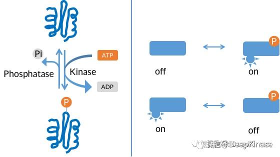 当我们谈论磷酸化时，我们在谈论什么——谨以此文致敬Edmond Henri Fischer - 知乎
