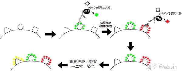 BD单细胞测序联合Absin多色，共同探索脑部肿瘤微环境 - 知乎