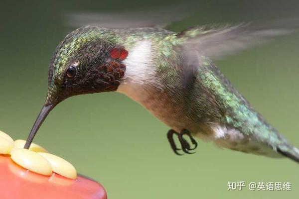 同样是鸟儿扇动翅膀，你知道flap和flutter有什么区别吗？ - 知乎