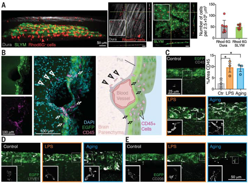 今日《科学》发现全新脑部结构！重新认识大脑保护屏障 - 知乎