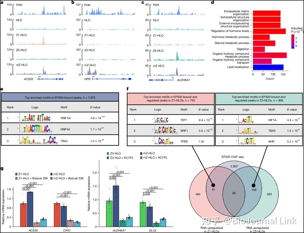 类器官 | Nature | 由人类多能干细胞生成的多区域肝脏类器官 - 知乎