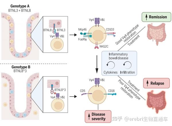 Science重磅！揭示IBD新机制：肠道免疫细胞和基因变异在炎症性肠病中的关键作用 - 知乎