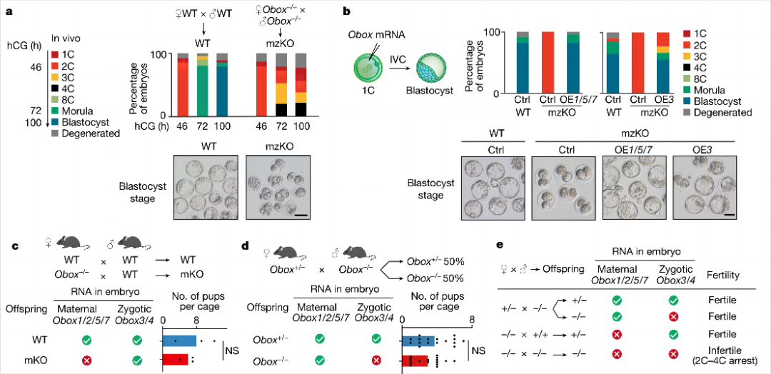 Nature | 生命如何唤醒沉默基因？清华大学揭示OBOX家族在小鼠受精后基因组激活和早期胚胎发育中的关键作用 - 知乎