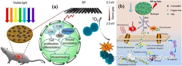 《Bioact. Mater.》综述：光动力抗菌治疗的研究进展 - 知乎