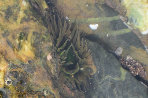 海葵的一些杂谈 - 知乎