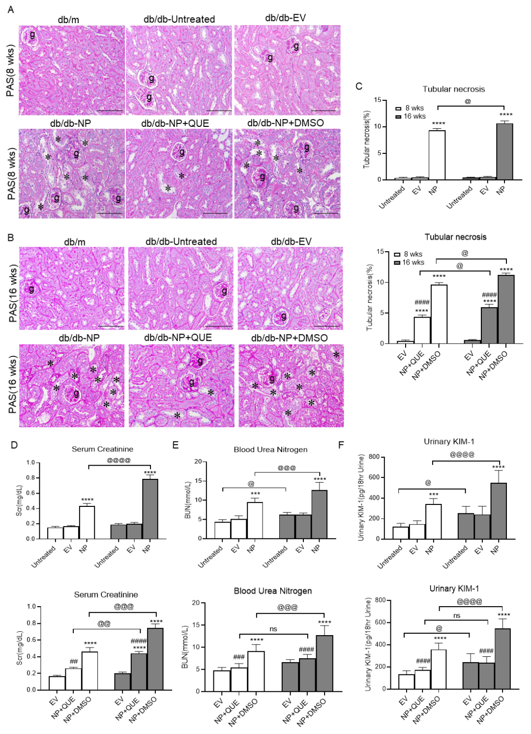 Mol Ther︱蓝辉耀团队发现中药单体槲皮素有望成为治疗新冠病毒N蛋白诱导急性肾损伤的有效药物 - 知乎