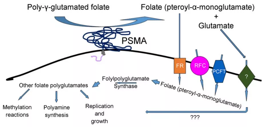 智慧芽PharmSnap | 带你全面了解靶点PSMA - 知乎