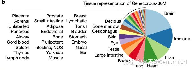 Nature｜第一个计算生物学大模型Geneformer用于下游任务微调 - 知乎