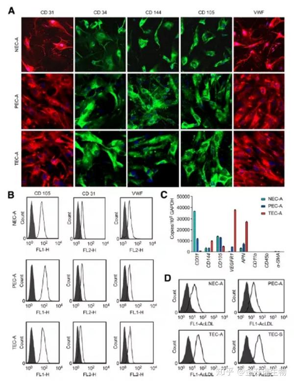 蛋白质组学联合多种分子检测技术揭示CDH2以促进血管生成的方式促进肺腺癌的发生发展 - 知乎