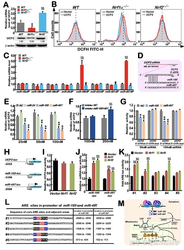 专家点评 Redox Biol︱Nrf1是维护细胞线粒体稳态而不可或缺的一个氧化还原决定因子 - 知乎