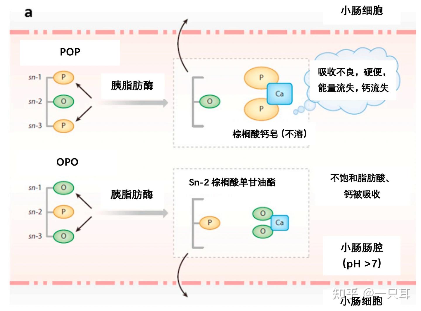 SN-2 DHA真的比普通DHA吸收更好吗？ - 知乎