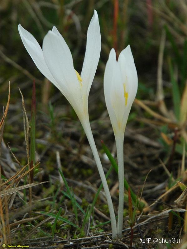 多肉植物全图鉴17：秋水仙科（Colchicaceae），秋水仙属（Colchicum） 原始种A-H - 知乎
