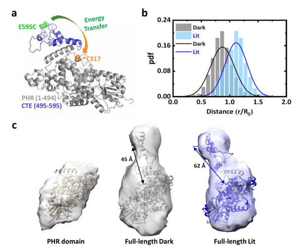 Commun Biol︱谭砚文/刘海广团队合作揭示隐花色素的光响应构型变化及分子作用机制 - 知乎