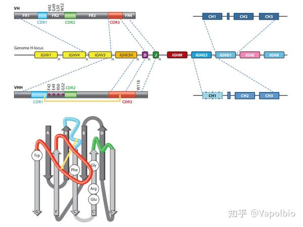 纳米抗体（Nanobodies）综述（HCAb,Nb,sdAb,VHH）简介 - 知乎