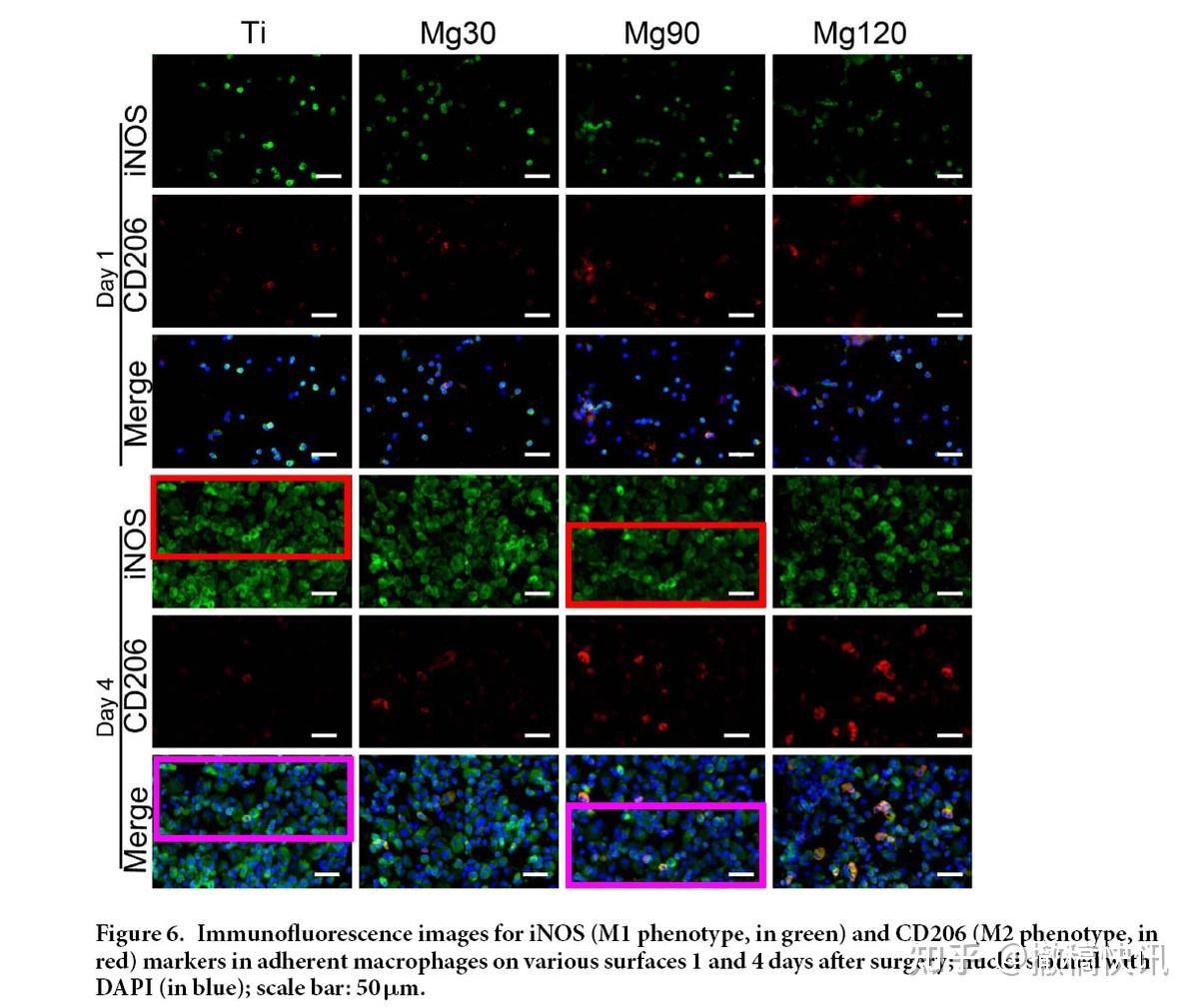 上海交通大学附属上海第六人民医院论文被撤回 - 知乎