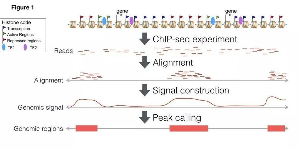 一文讲明白ChIP-seq：高分文章里为什么做ChIP-seq? - 知乎