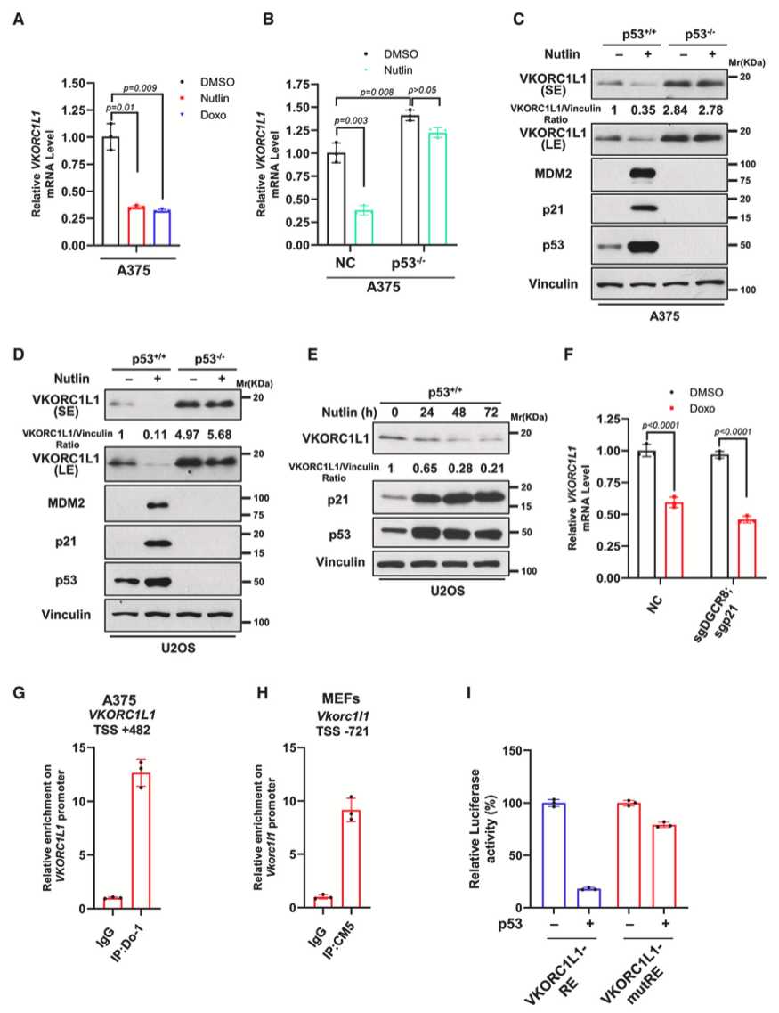 Cell Metabolism丨VKORC1L1 的调节对于通过维生素 K 代谢抑制 p53 介导的肿瘤至关重要 - 知乎