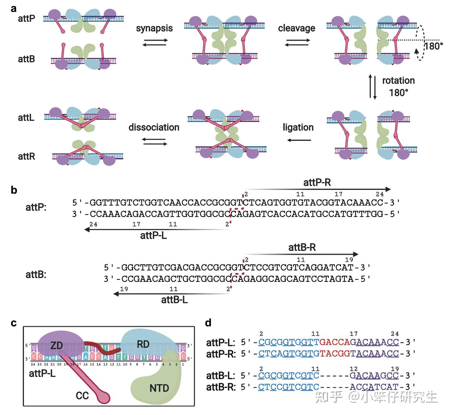 Bxb1重组酶介导的attP和attB位点重组原理 - 知乎