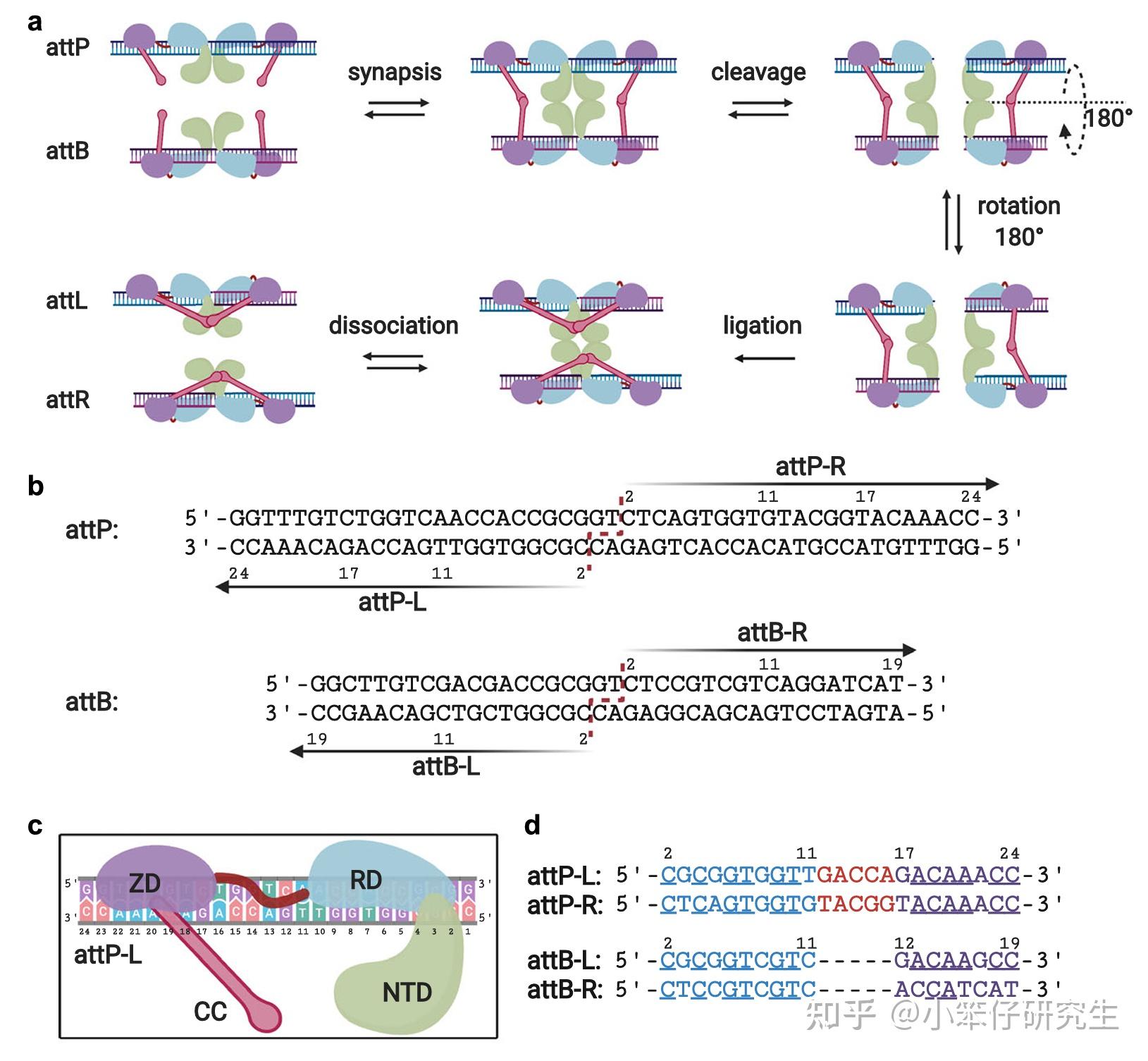 Bxb1重组酶介导的attP和attB位点重组原理 - 知乎