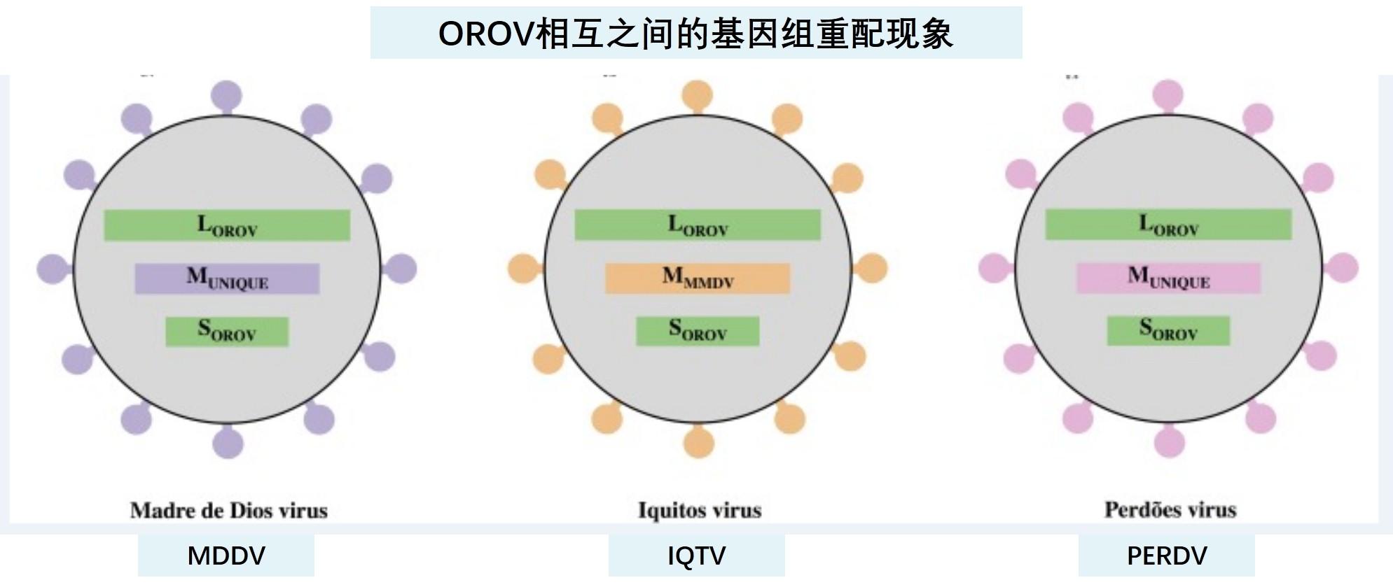 病毒性出血热/脑炎 之 奥罗普切热 - 知乎
