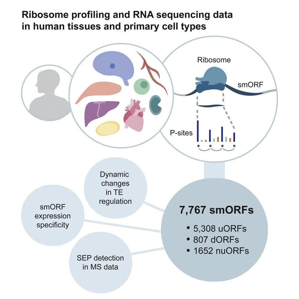 Molecular Cell：科学家开发新技术揭示隐藏的基因组 - 知乎