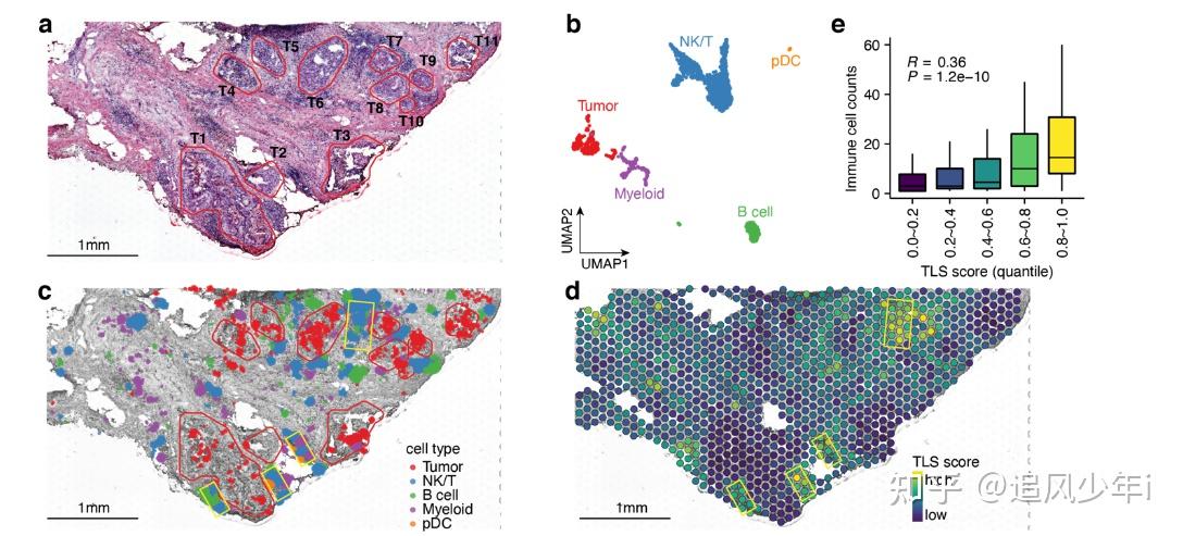 10X单细胞空间联合分析之十一（CellTrek） - 知乎
