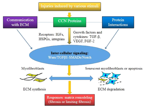 CCN蛋白家族--各有特色的促癌三兄弟 - 知乎