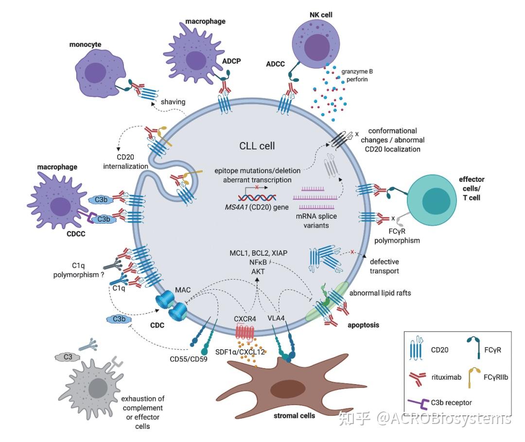 ACRO百普赛斯：靶向CD20、CD3——抗体药物研发的见证者，也是缔造者 - 知乎