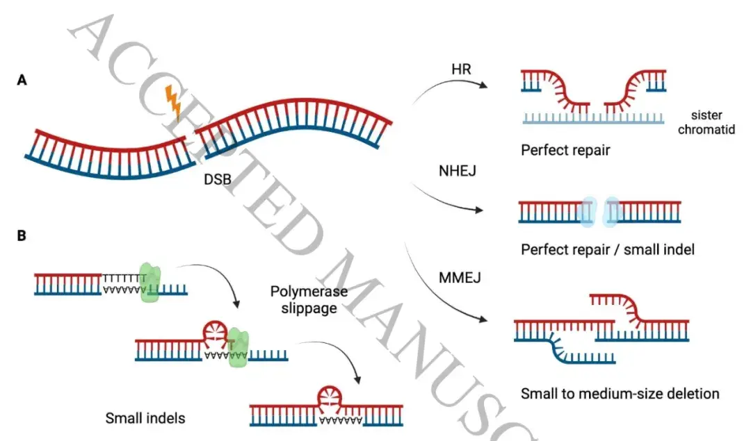 MBE | Indels: 计算方法、进化动力学及生物学应用 - 知乎