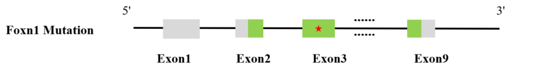 BALB/c-nu无胸腺裸鼠· 知识资料整理分享 - 知乎