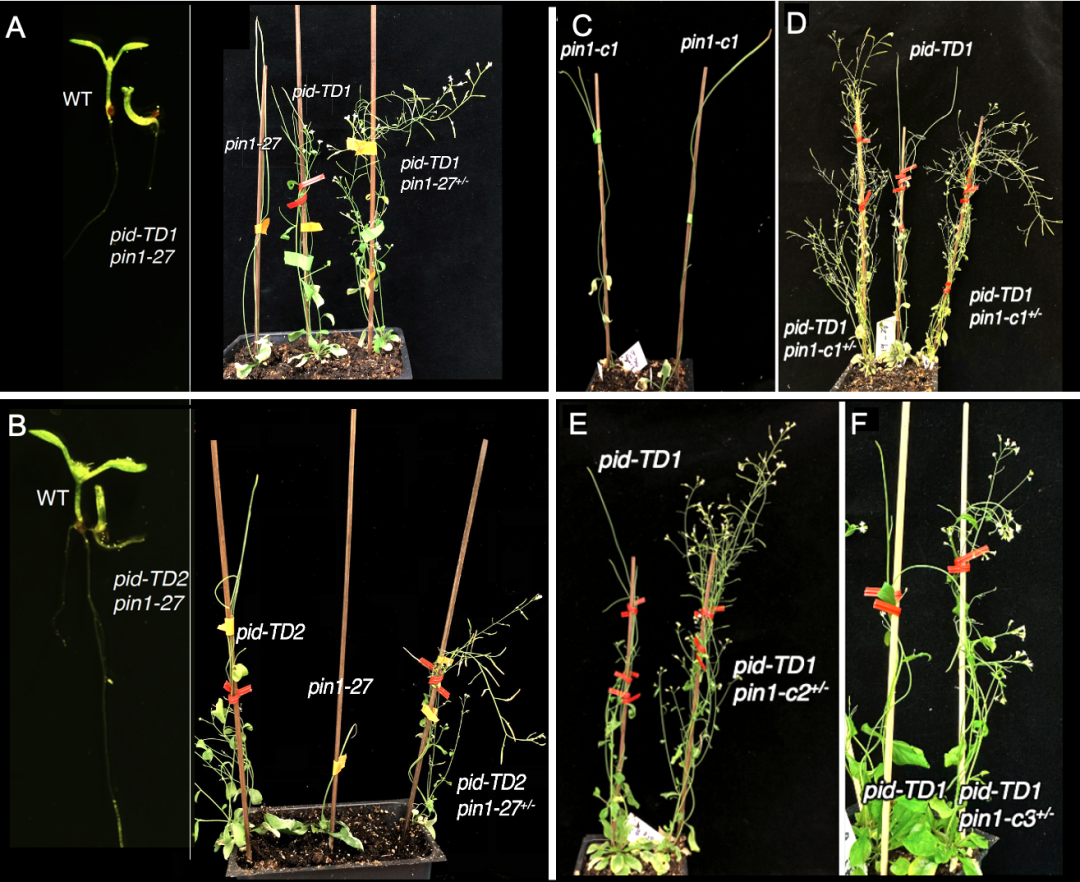 PNAS | 广泛应用的PIN1-GFP融合蛋白导致植物不需要PID：重新思考PIN1和PID之间的关系 - 知乎