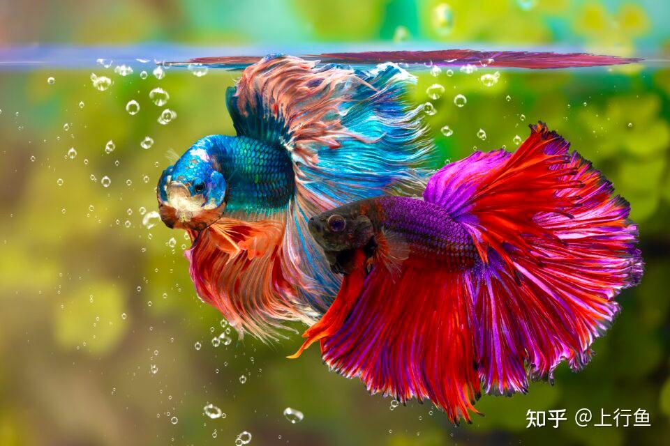 斗鱼好养吗？怎么养？ - 知乎