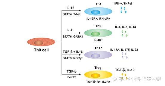 Th17细胞因子 - 知乎