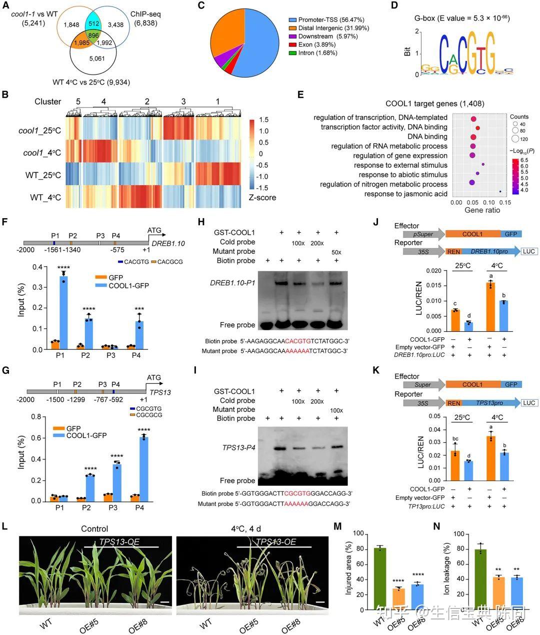 Cell | COOL1 基因的自然突变增强了玉米的耐寒性，以适应高纬度地区 中国农大 - 知乎