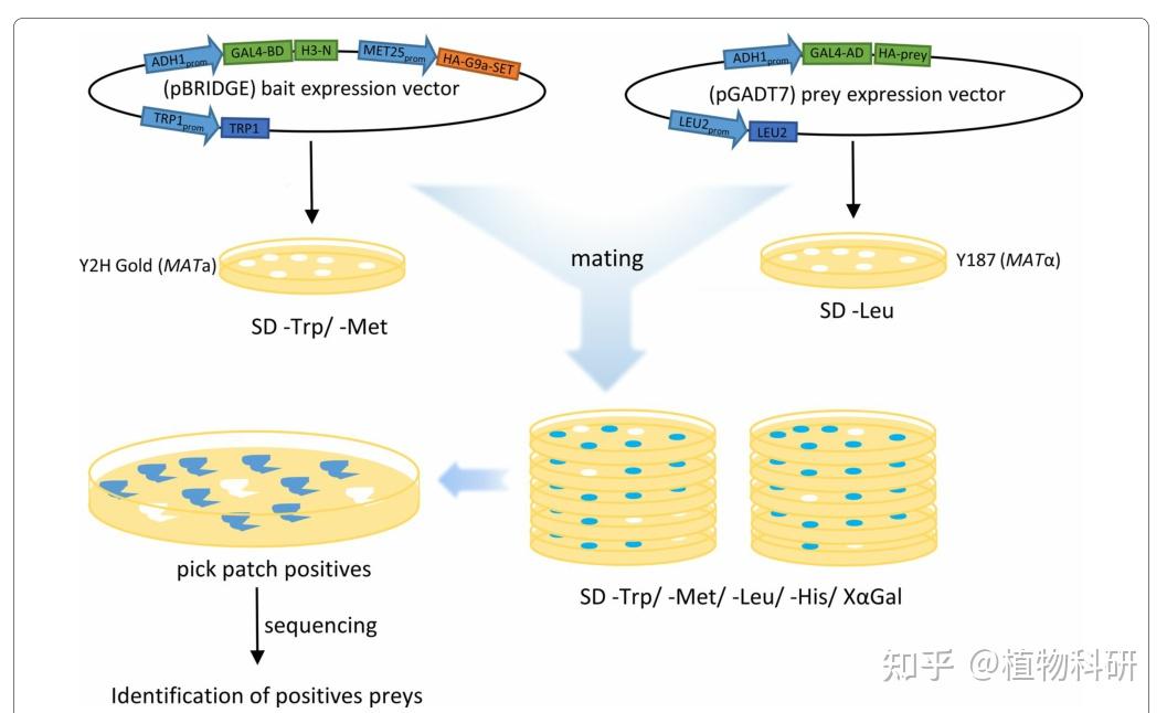 酵母三杂交系统验证三个蛋白间互作--Y3H实现了赖氨酸甲基化阅读器的鉴定研究 - 知乎