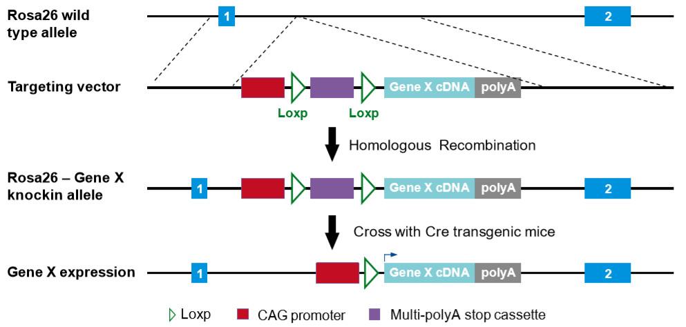 【小鼠大学问】转基因小鼠的“三段进阶” - 知乎