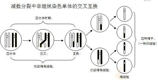 为什么夫妻染色正常,胎儿却染色体异常? 知乎