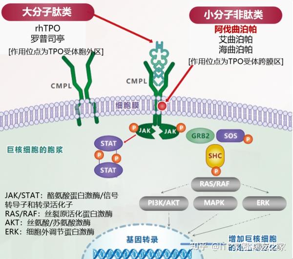认识药物 | 血小板生成素受体激动剂（TPO-RA）之阿伐曲泊帕 - 知乎