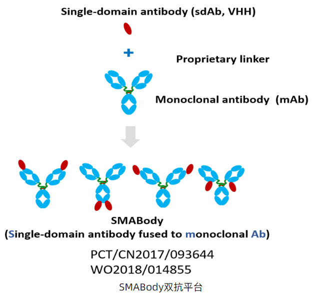 H44-L100：没有什么是一个二硫键解决不了的 - 知乎
