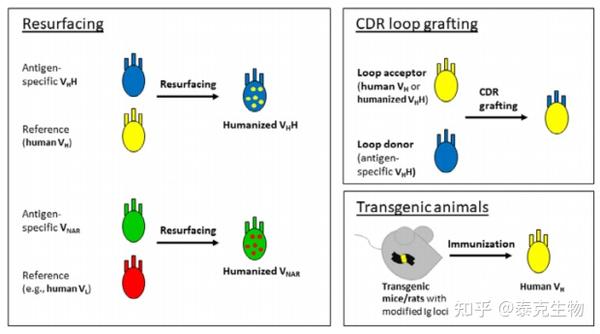 纳米抗体人源化 - 知乎