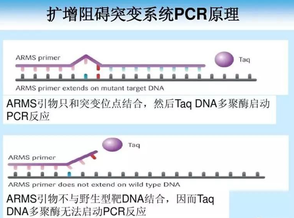 基于ARMS-PCR的新冠病毒及变异毒株侧向流荧光检测装置 - 知乎